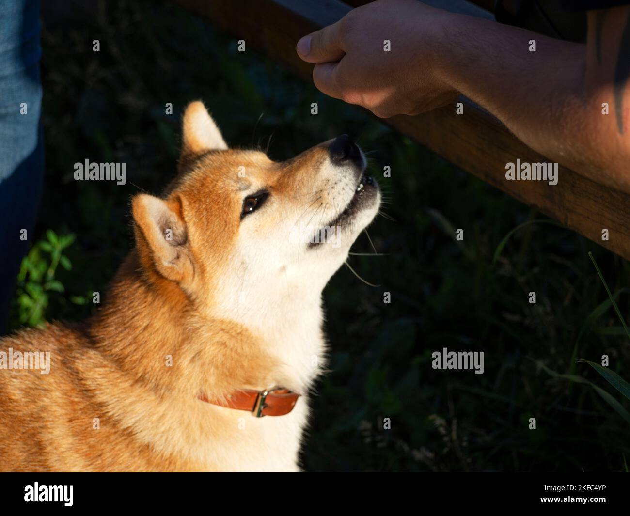 Shiba Inu plays on the dog playground in the park. Cute dog of shiba ...