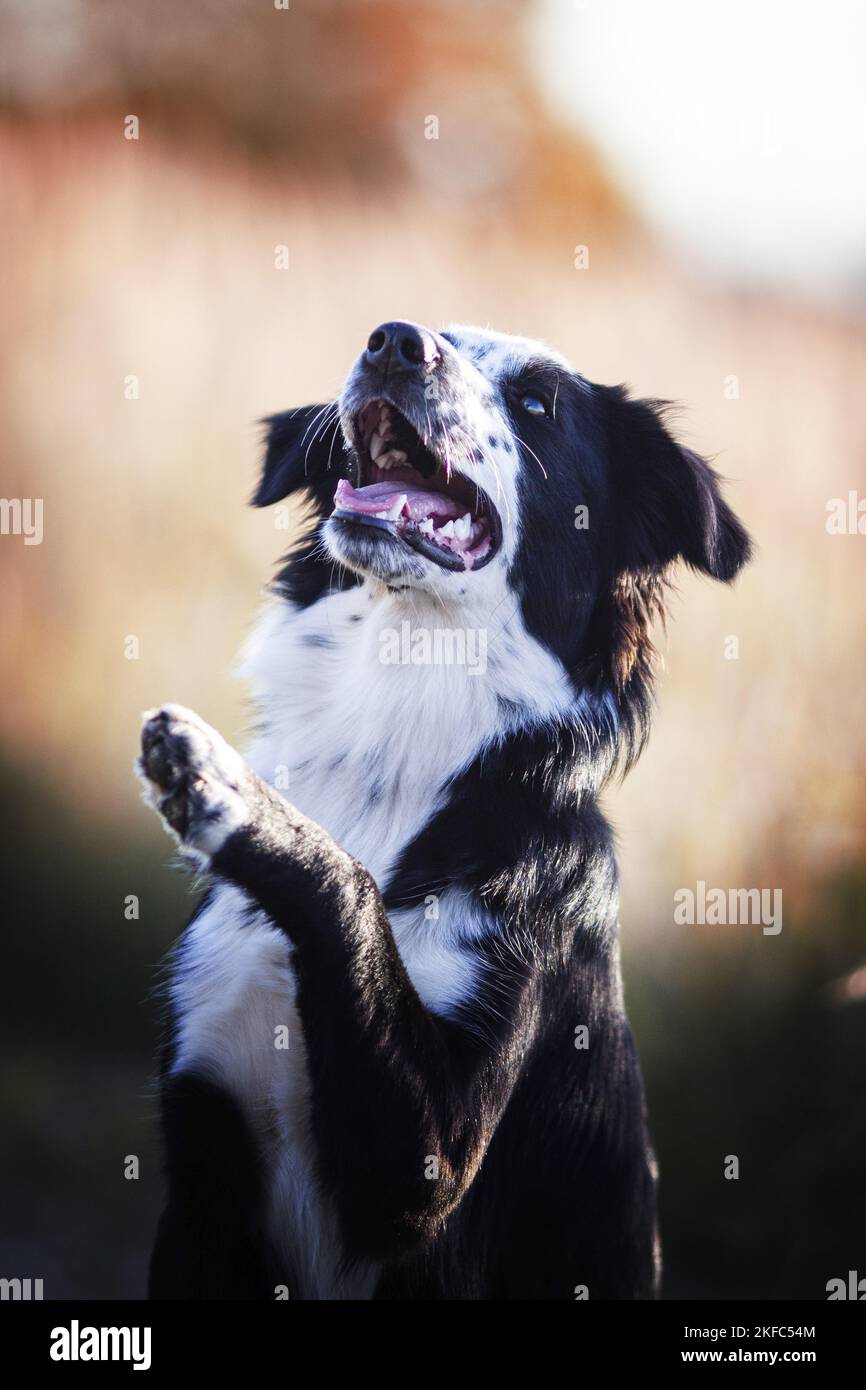 Border Collie gives paw Stock Photo - Alamy