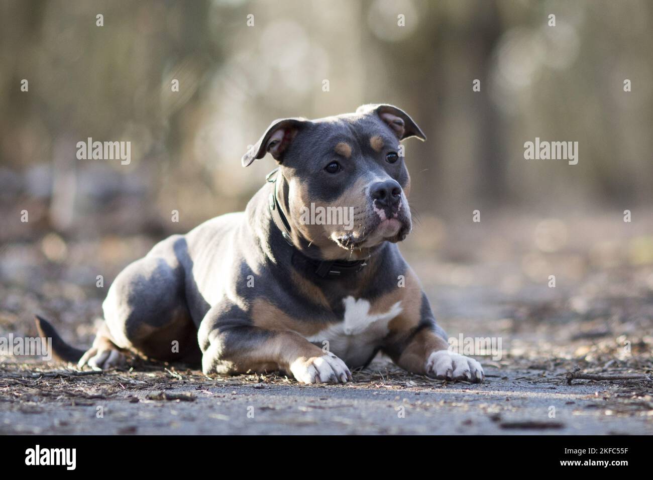 Tri Color Pitbull