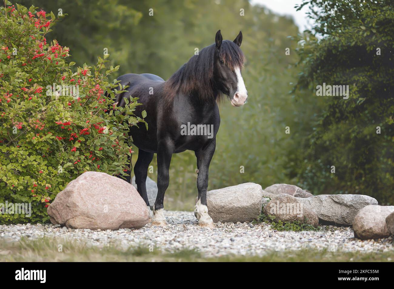 Noriker horses hi-res stock photography and images - Alamy