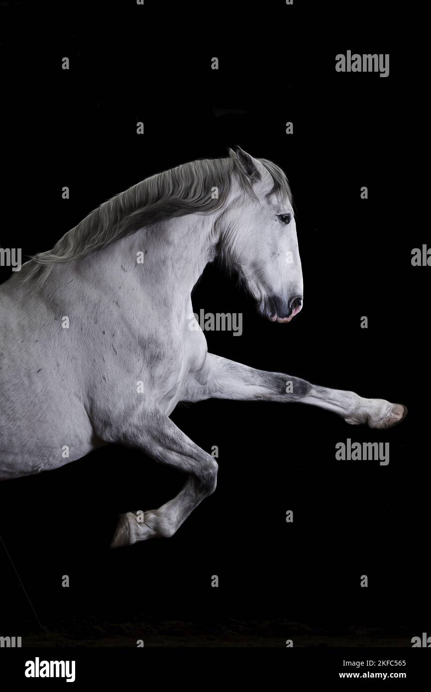 Rearing andalusian horse hi-res stock photography and images - Alamy