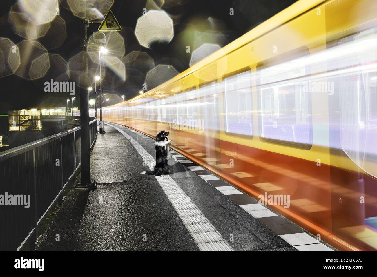 male Border Collie Stock Photo - Alamy
