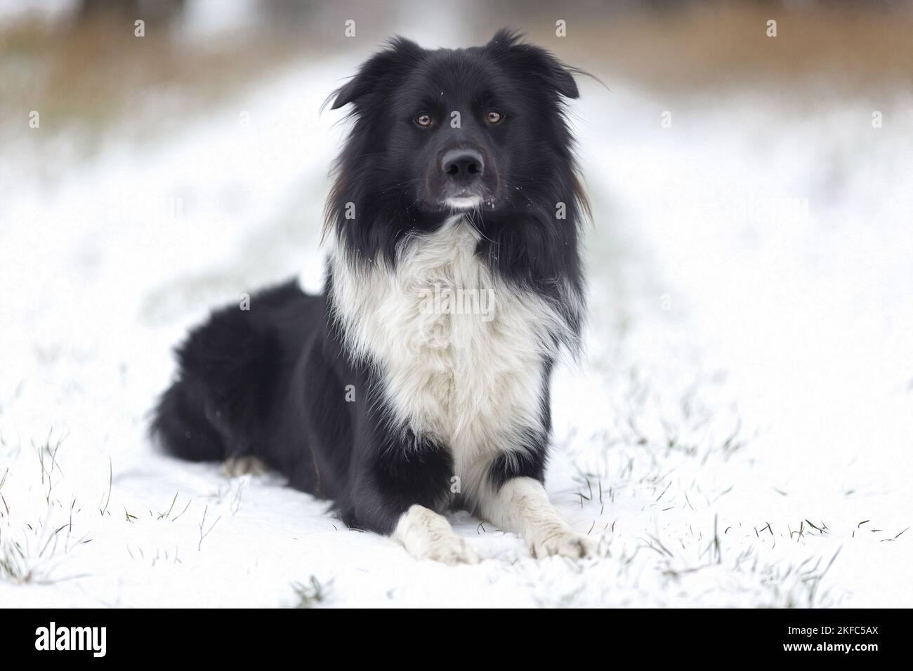 Border Collie in the snow Stock Photo - Alamy