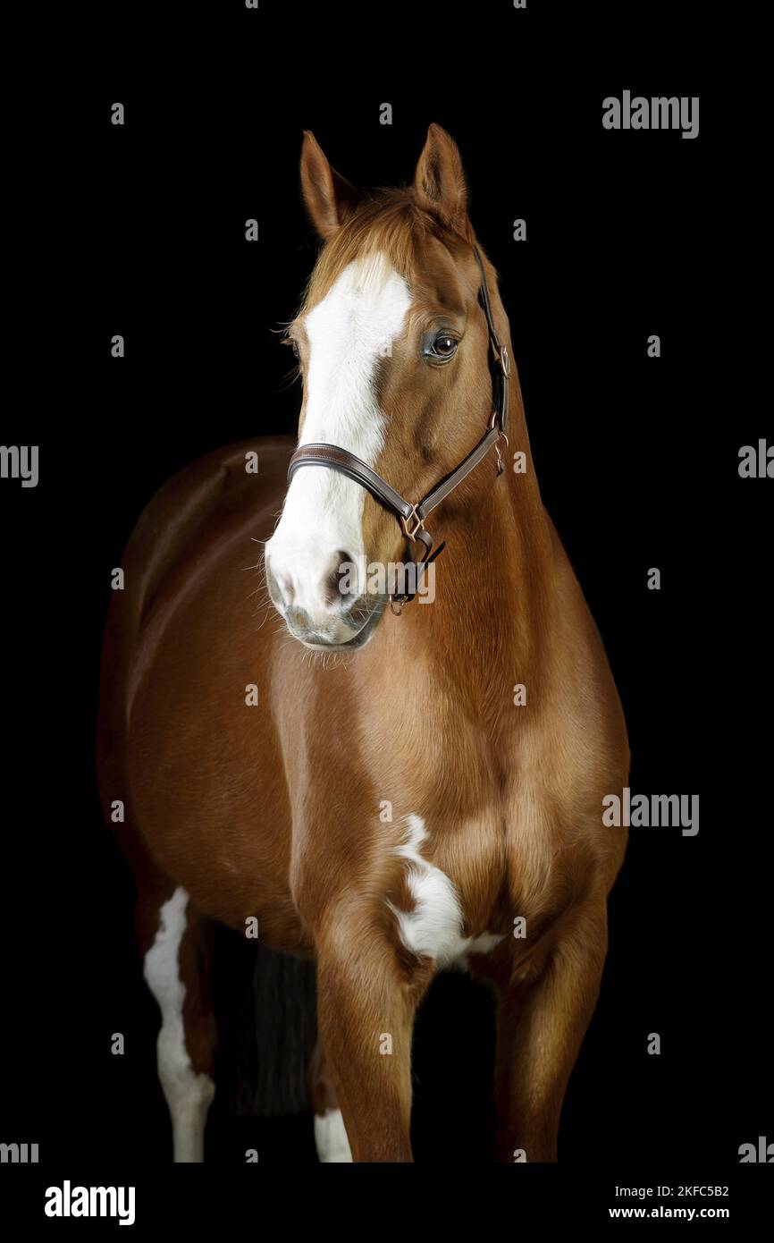 Oldenburg black horse hi-res stock photography and images - Alamy