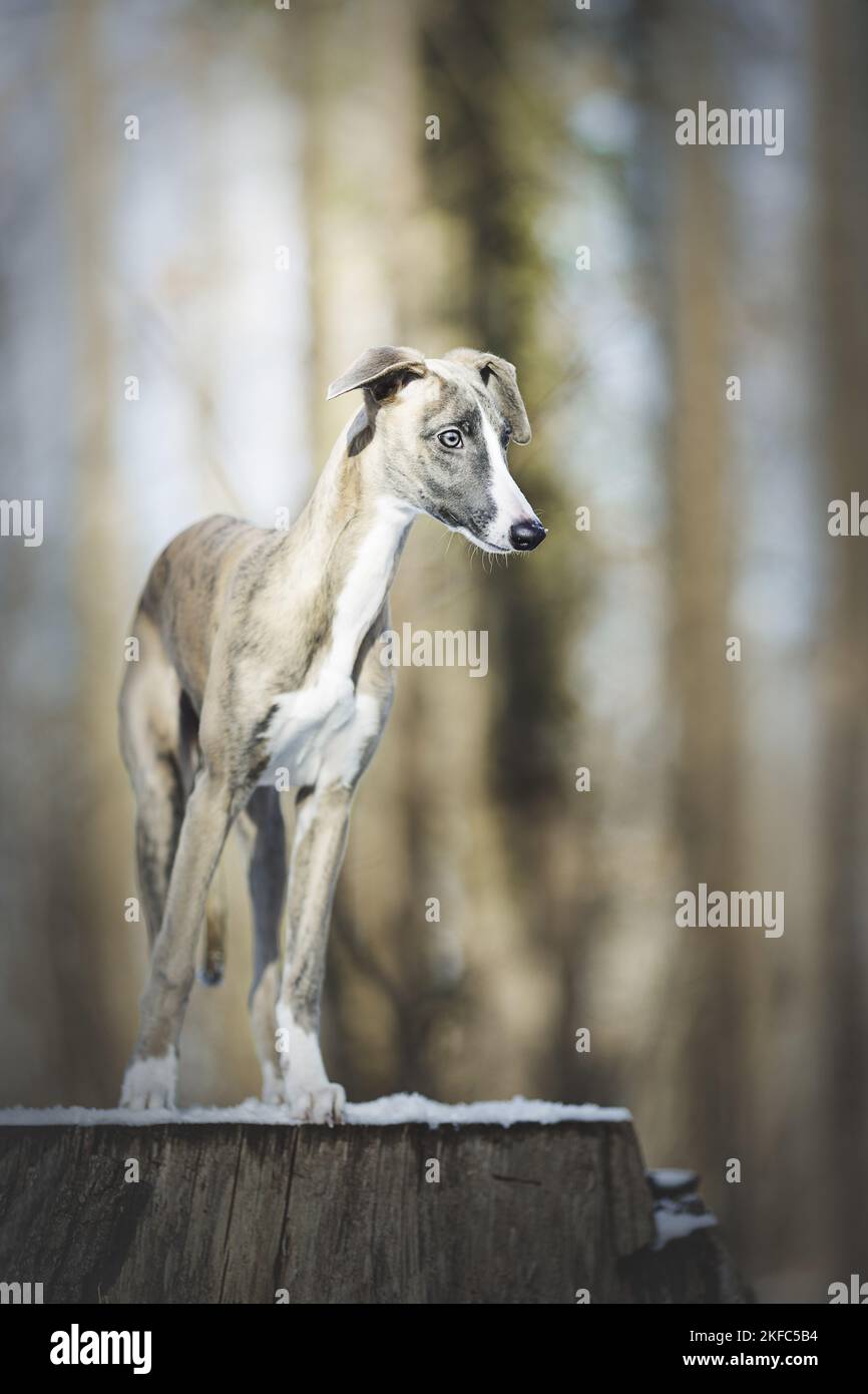 Whippet in snow Stock Photo - Alamy