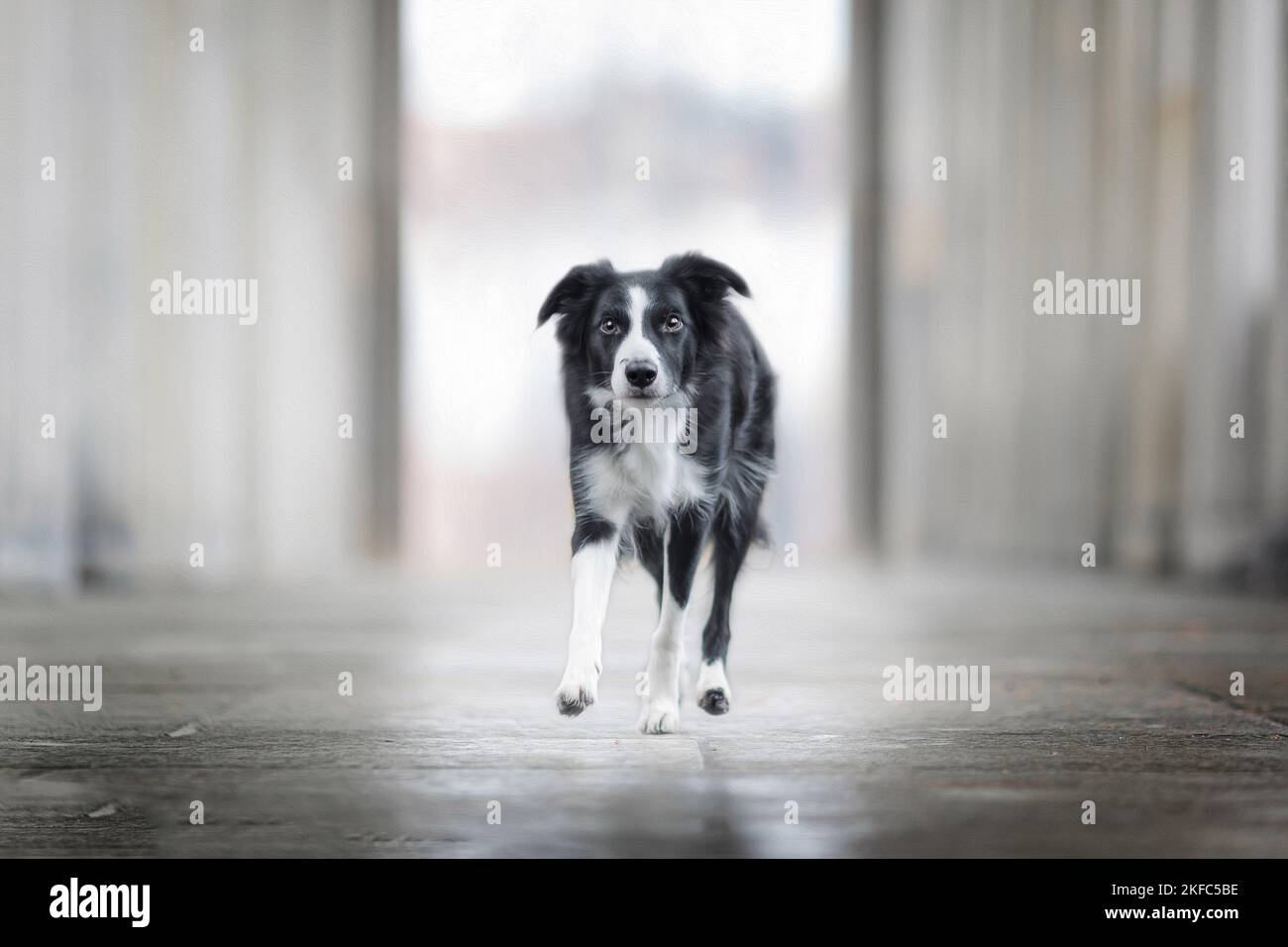 female Border Collie Stock Photo - Alamy