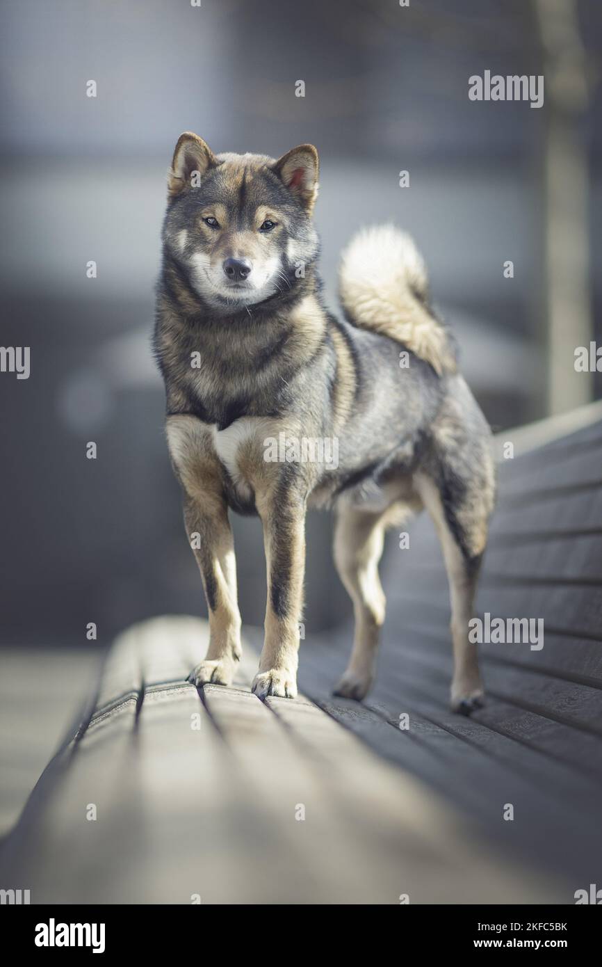 male Shiba Inu Stock Photo - Alamy