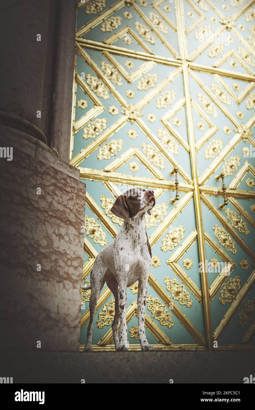 female French Pointing Dog - Pyrenean type Stock Photo - Alamy