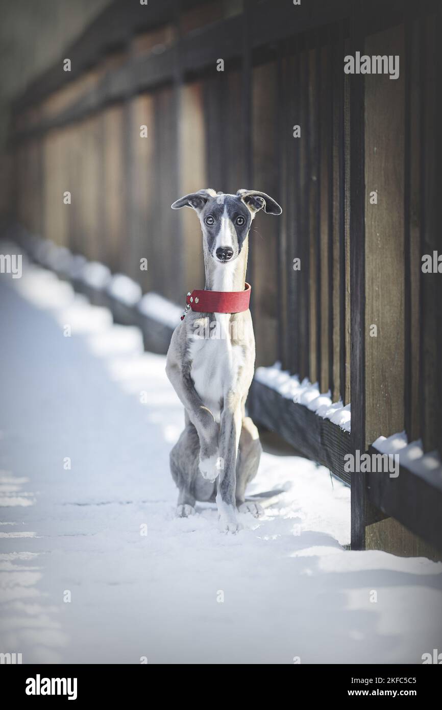 Whippet in snow Stock Photo - Alamy