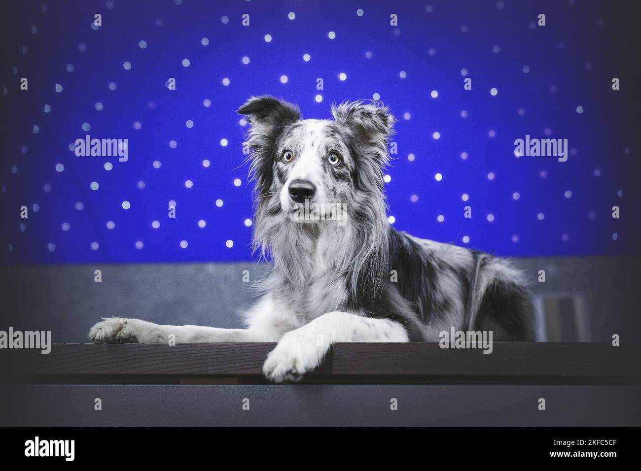 male Border Collie Stock Photo - Alamy