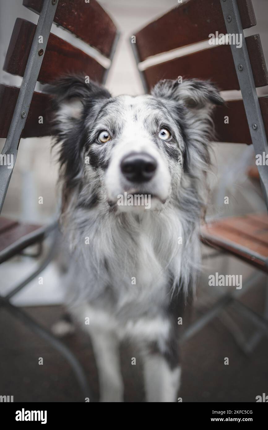 male Border Collie Stock Photo - Alamy