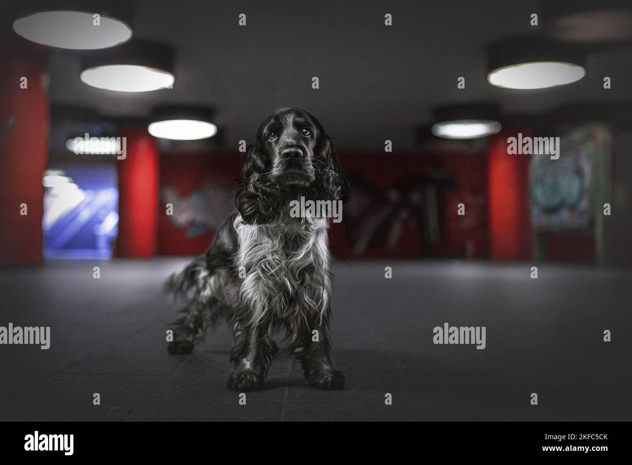 male English Cocker Spaniel Stock Photo - Alamy