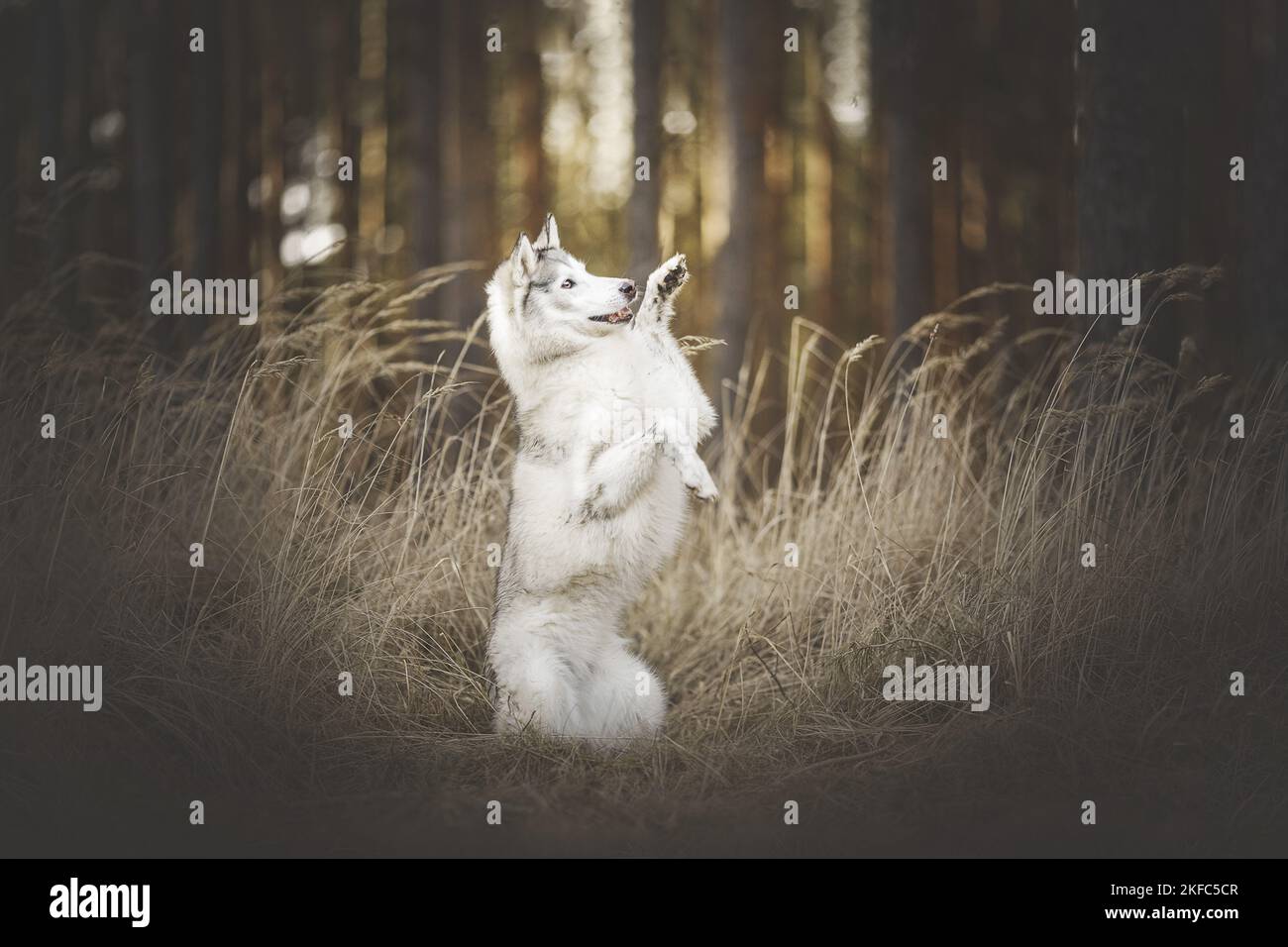 female Siberian Husky Stock Photo - Alamy
