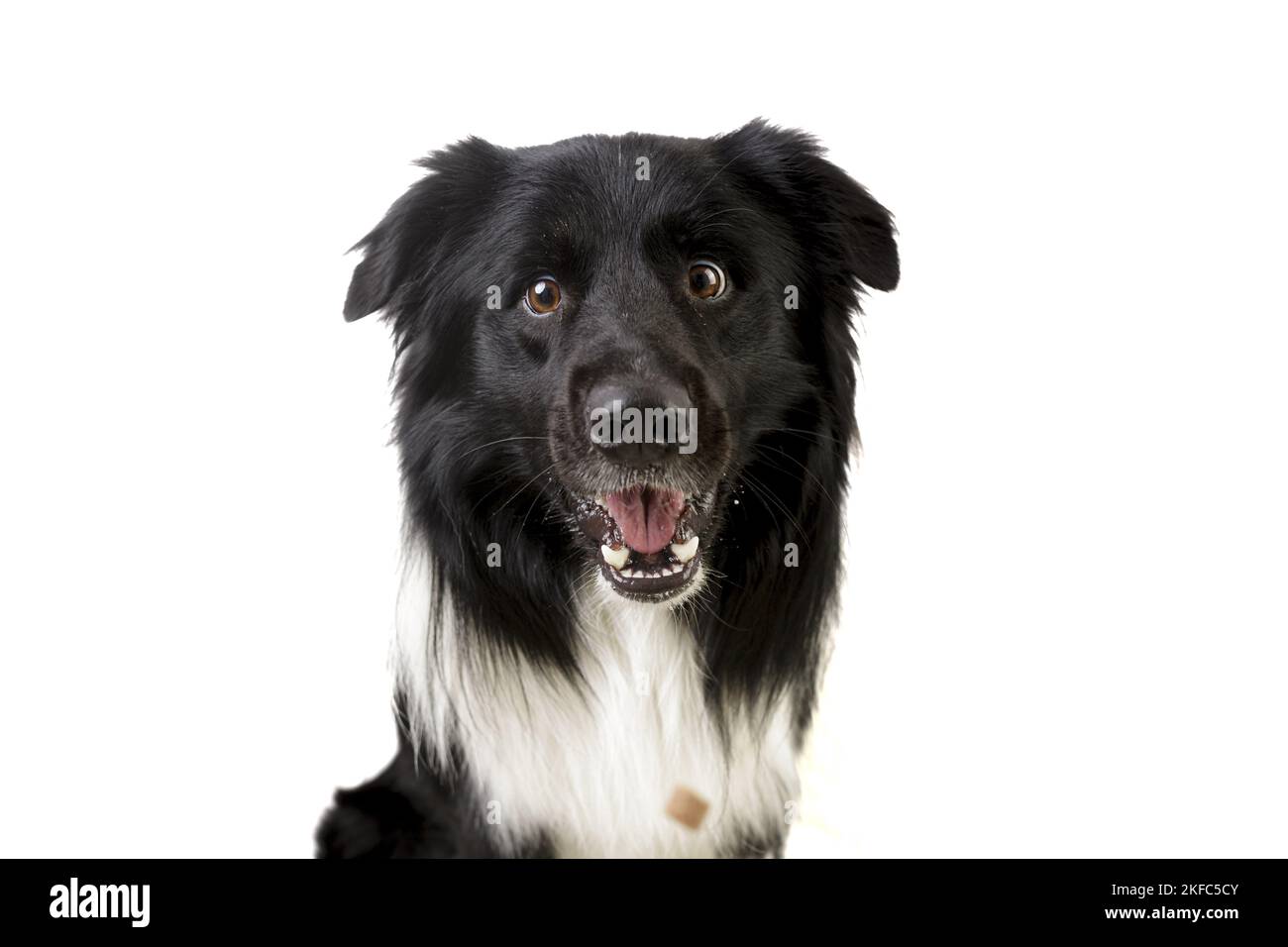 male Border Collie Stock Photo - Alamy