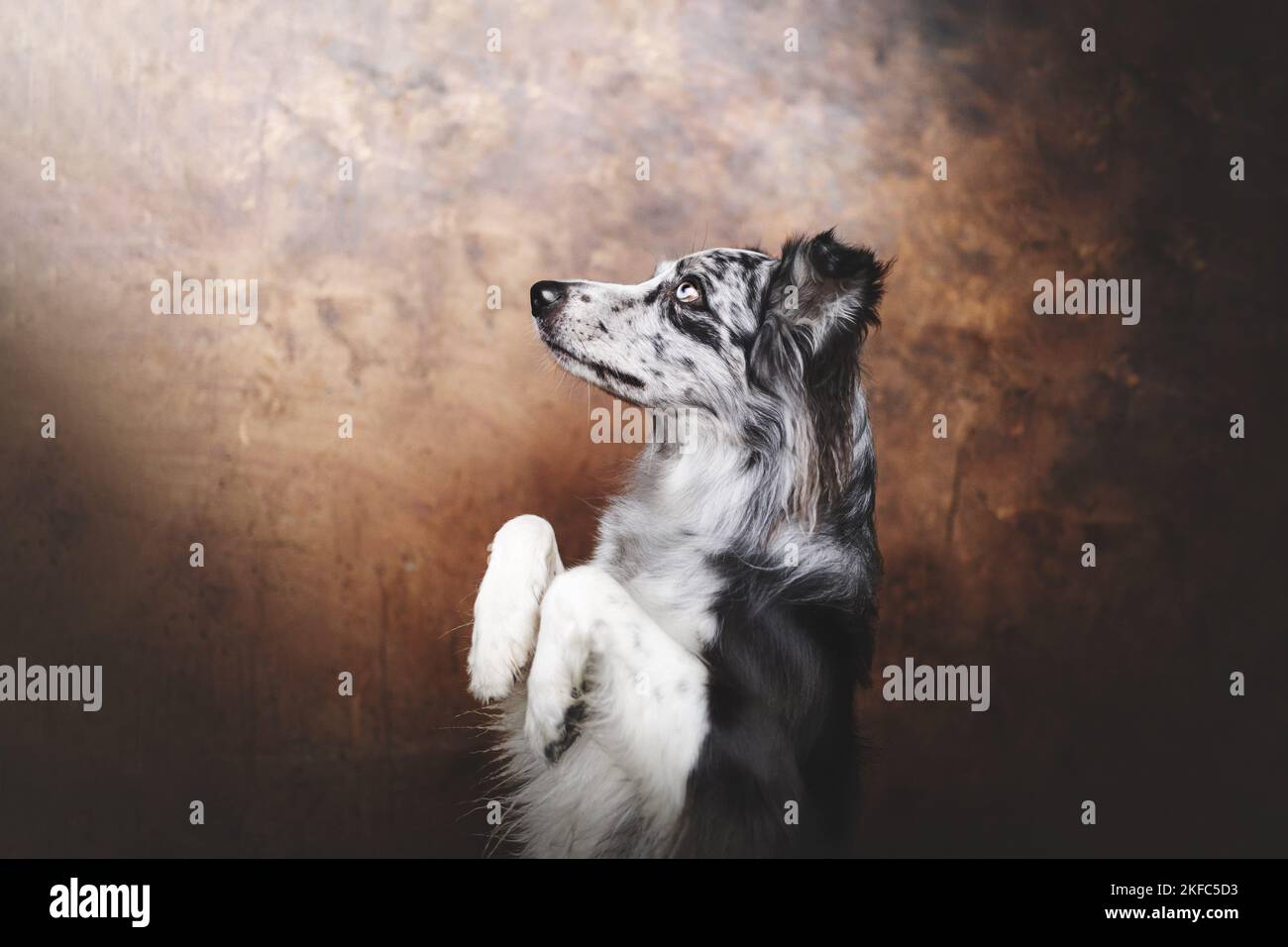 male Border Collie Stock Photo - Alamy