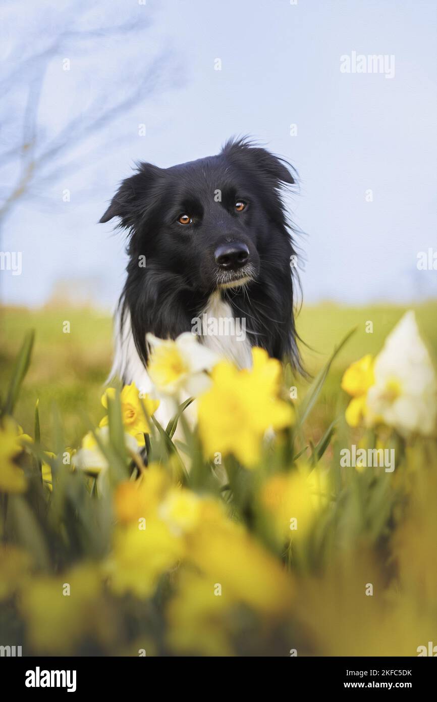male Border Collie Stock Photo - Alamy