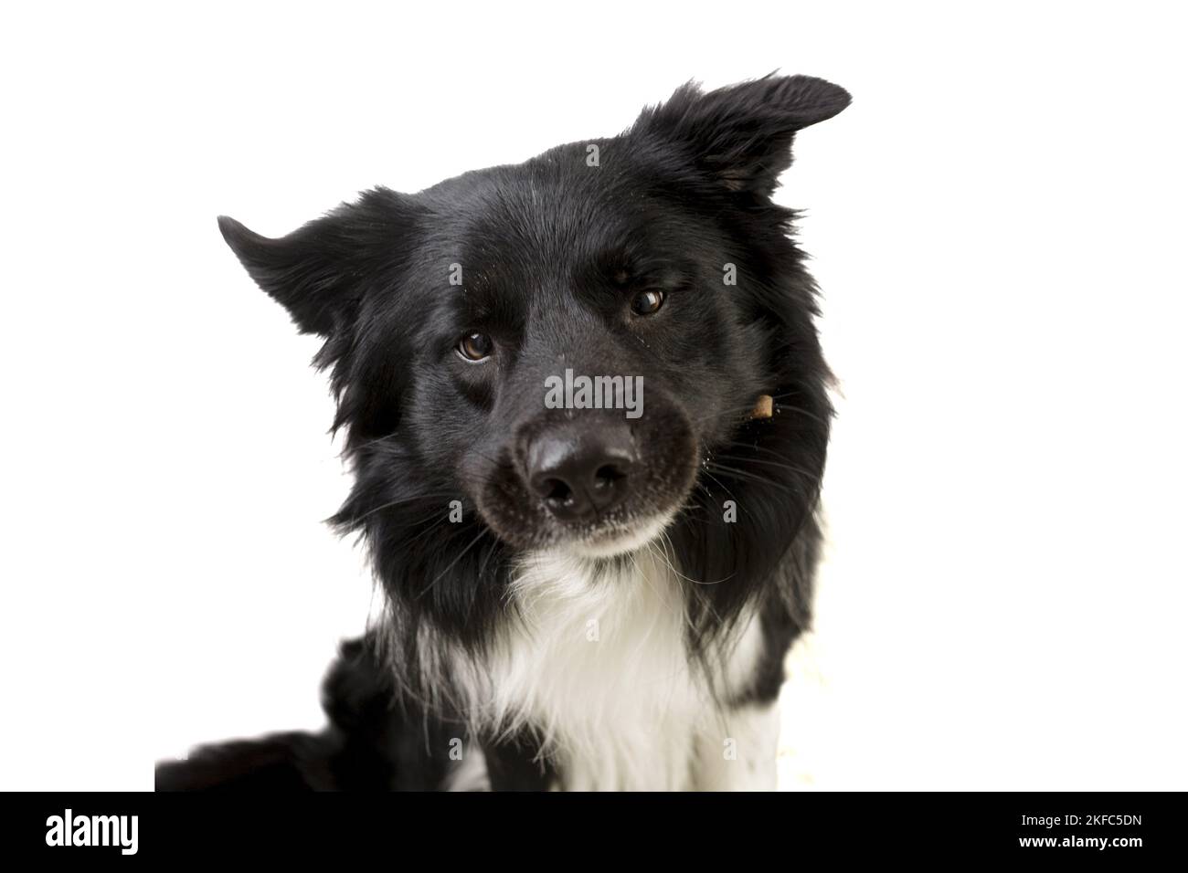 male Border Collie Stock Photo - Alamy
