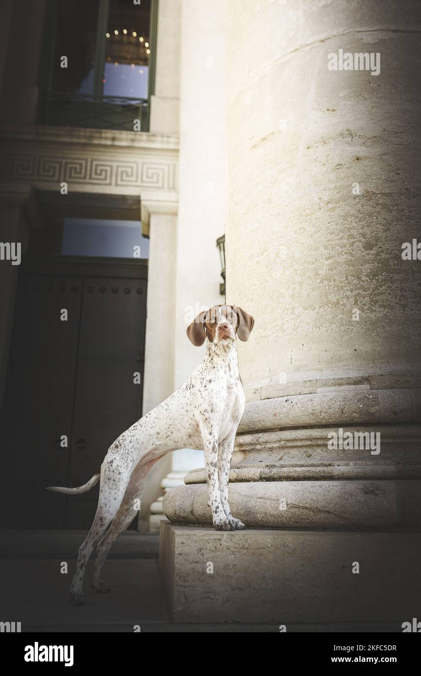 female French Pointing Dog - Pyrenean type Stock Photo - Alamy