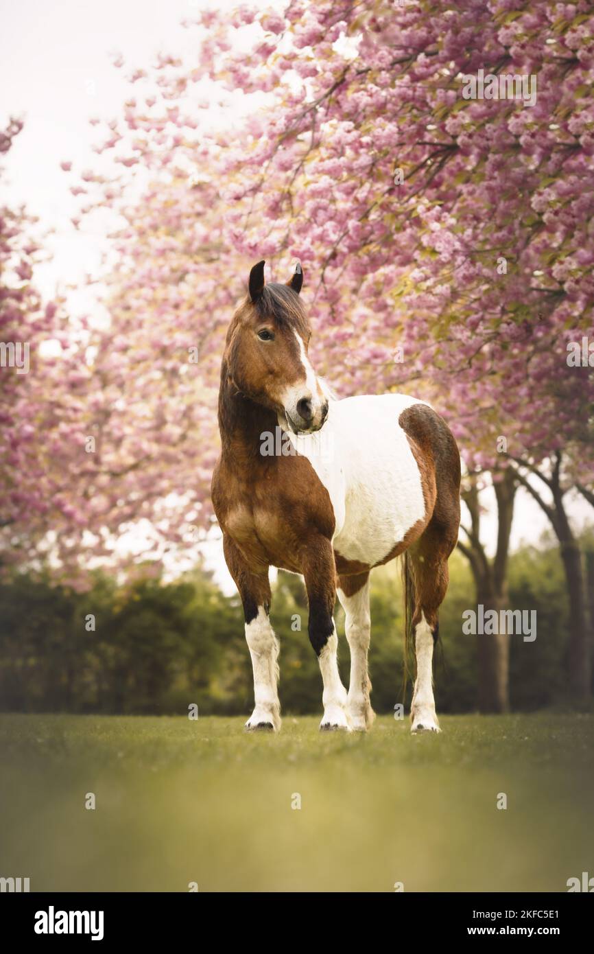 Cross mare hi-res stock photography and images - Alamy