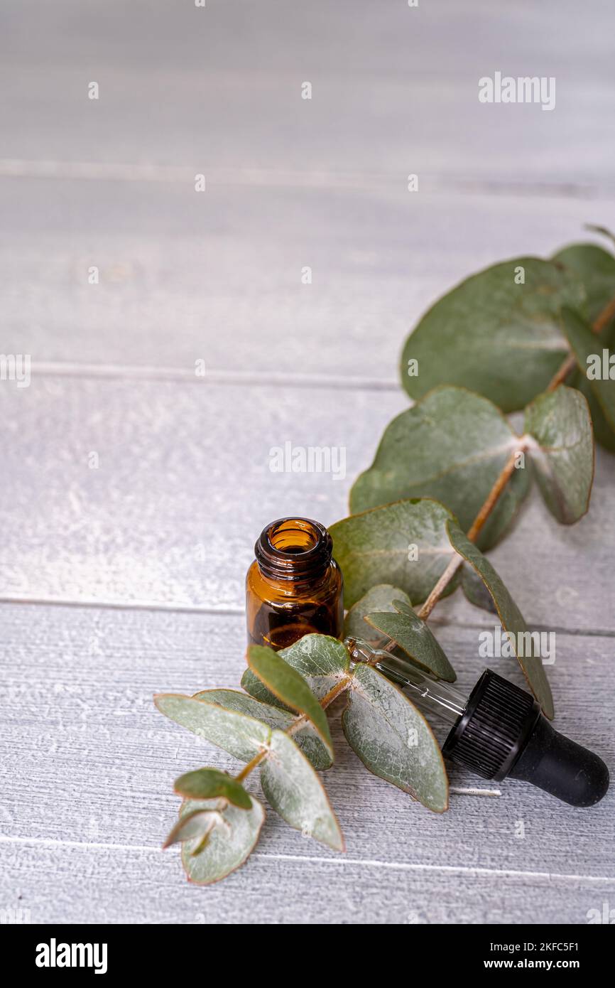 Eucalyptus radiata hi-res stock photography and images - Alamy