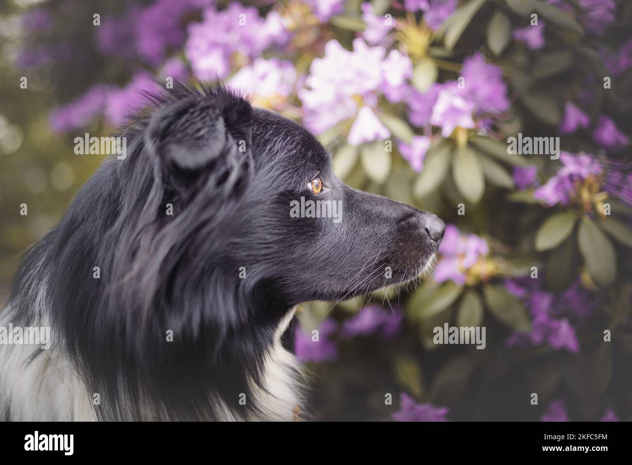 male Border Collie Stock Photo - Alamy