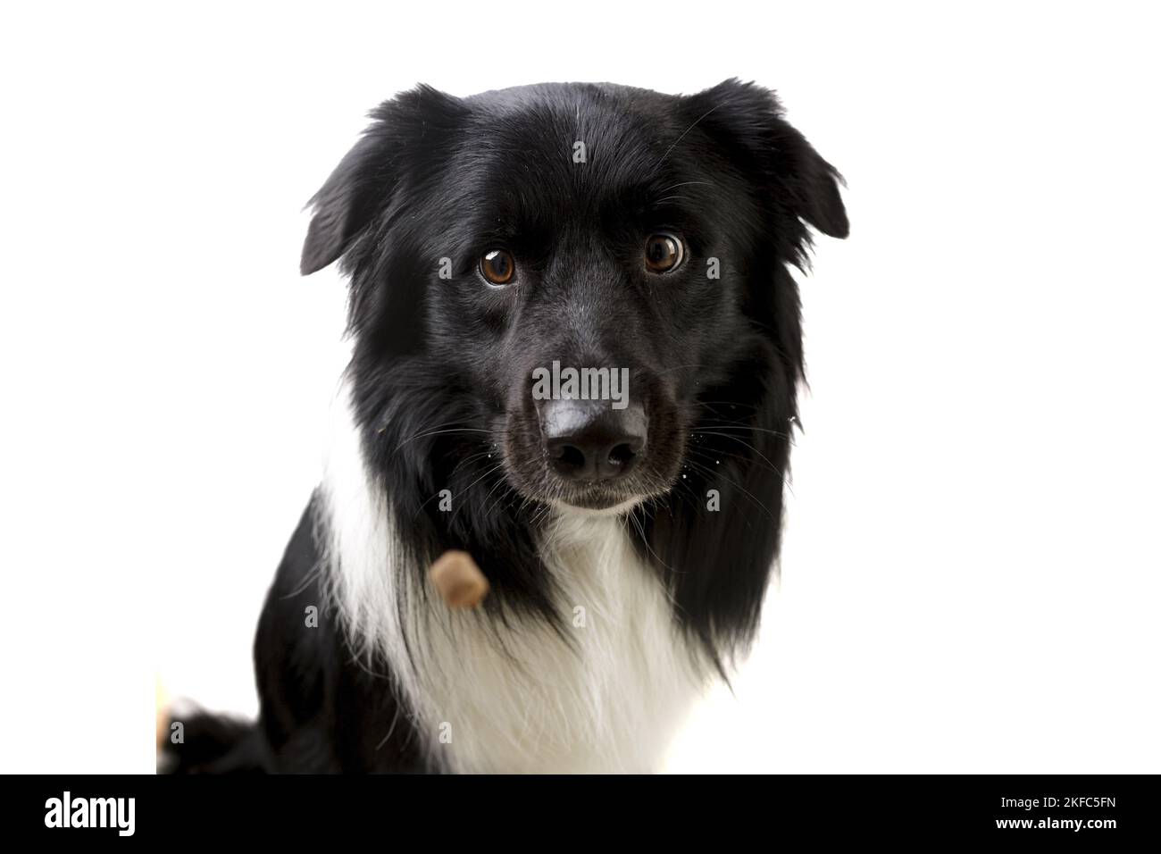 male Border Collie Stock Photo - Alamy