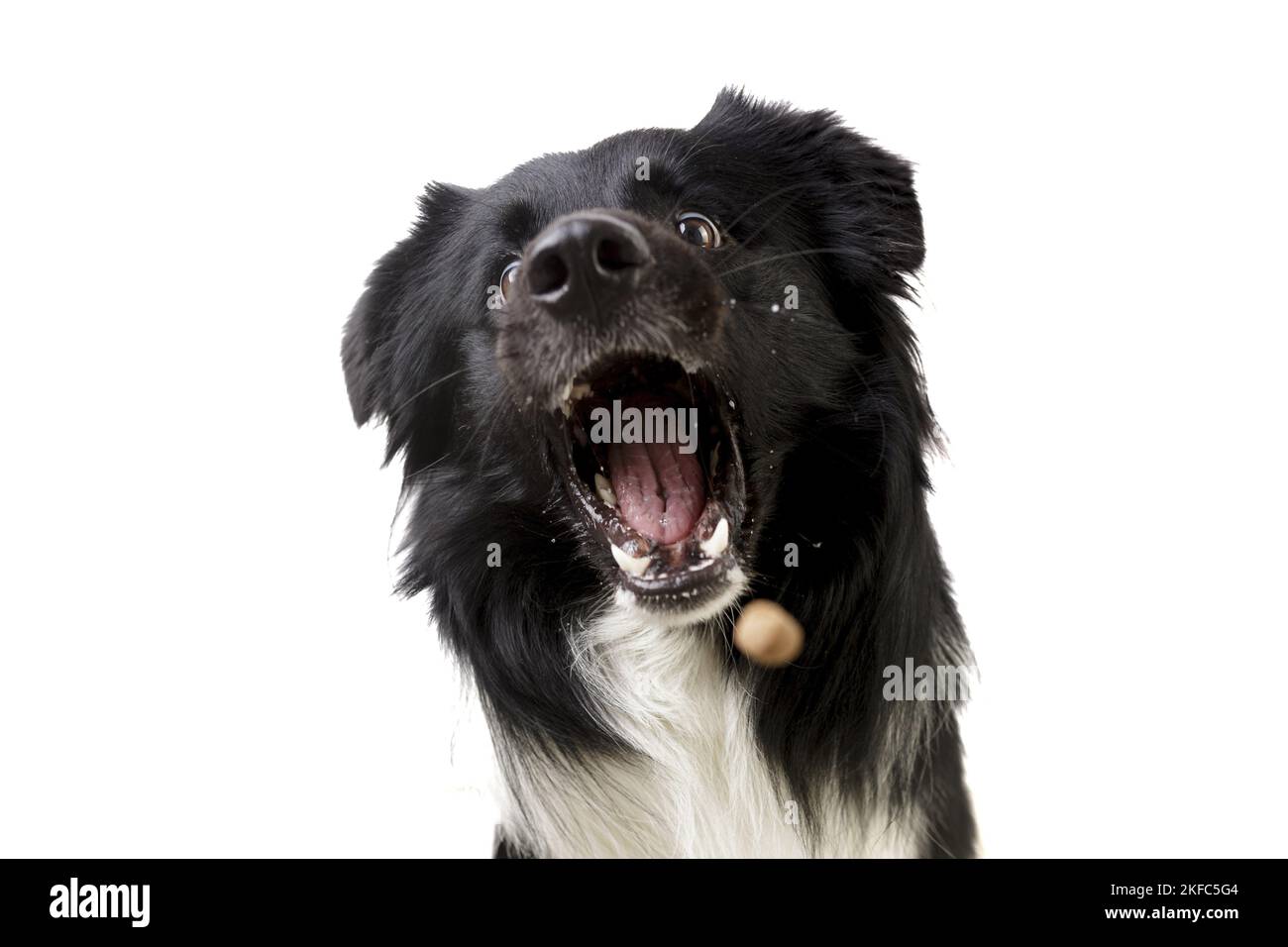 male Border Collie Stock Photo - Alamy