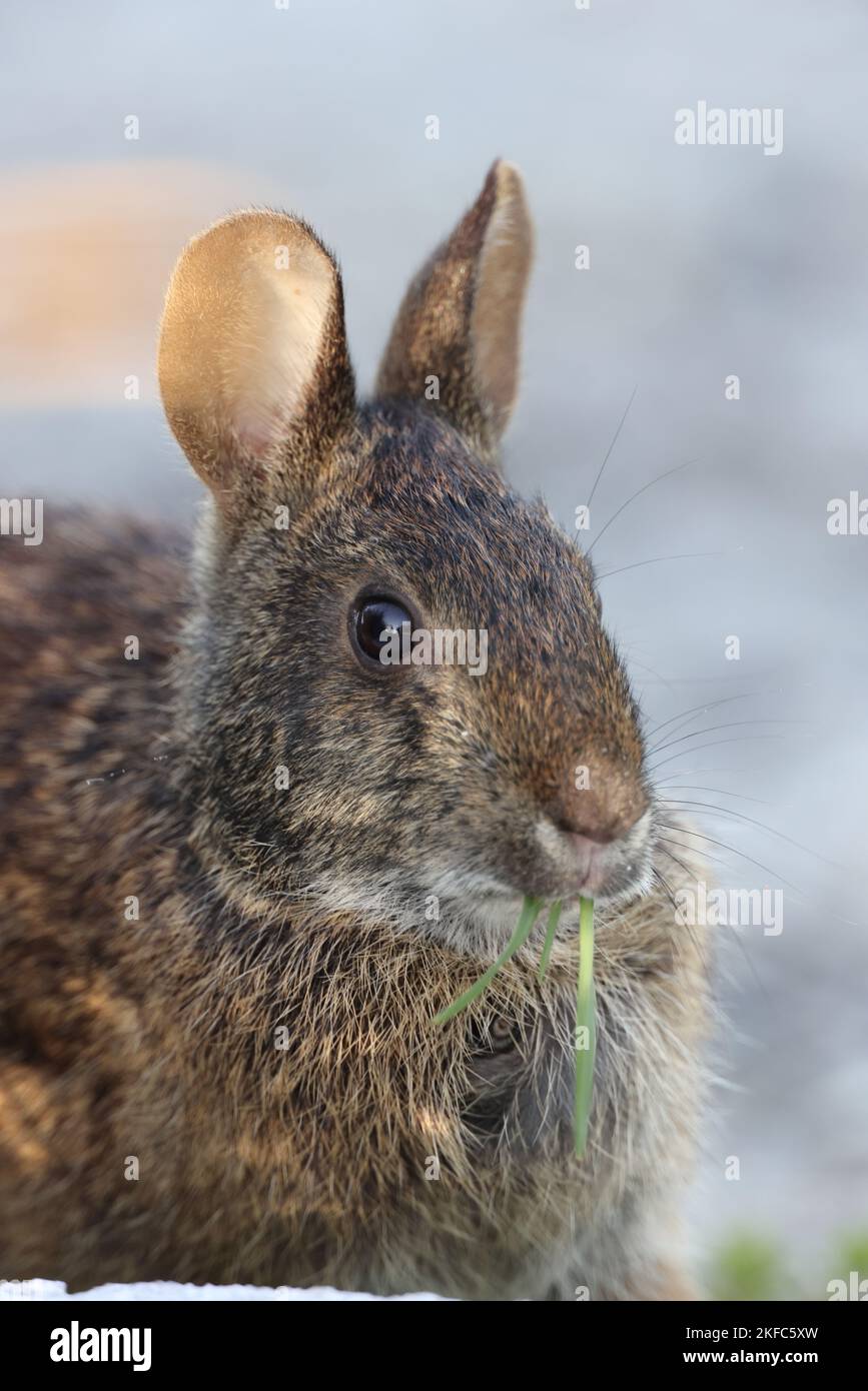 Marsh Rabbit (Sylvilagus palustris) Bailey Tract (Sanibel Island ...