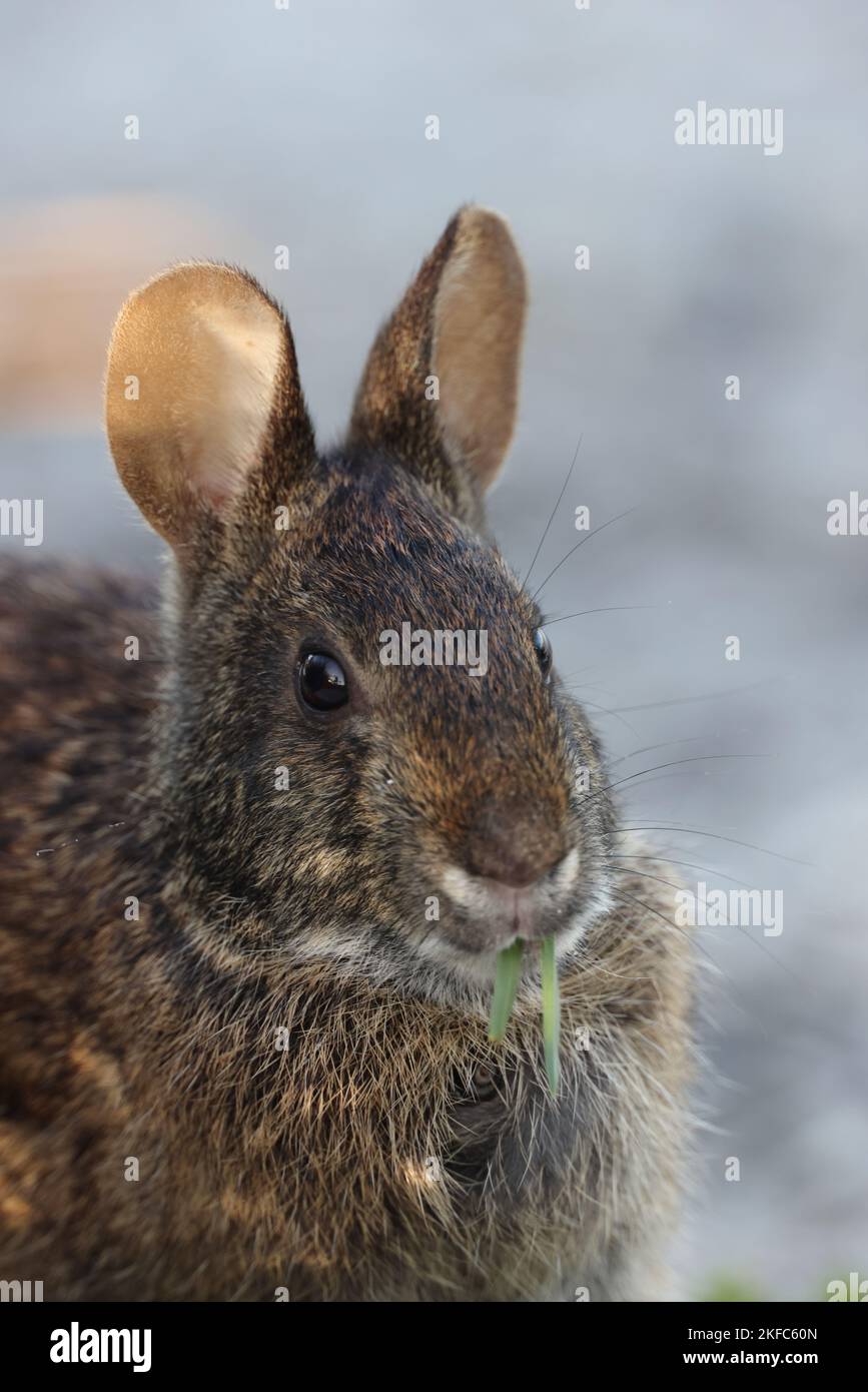 Marsh Rabbit (Sylvilagus palustris) Bailey Tract (Sanibel Island ...
