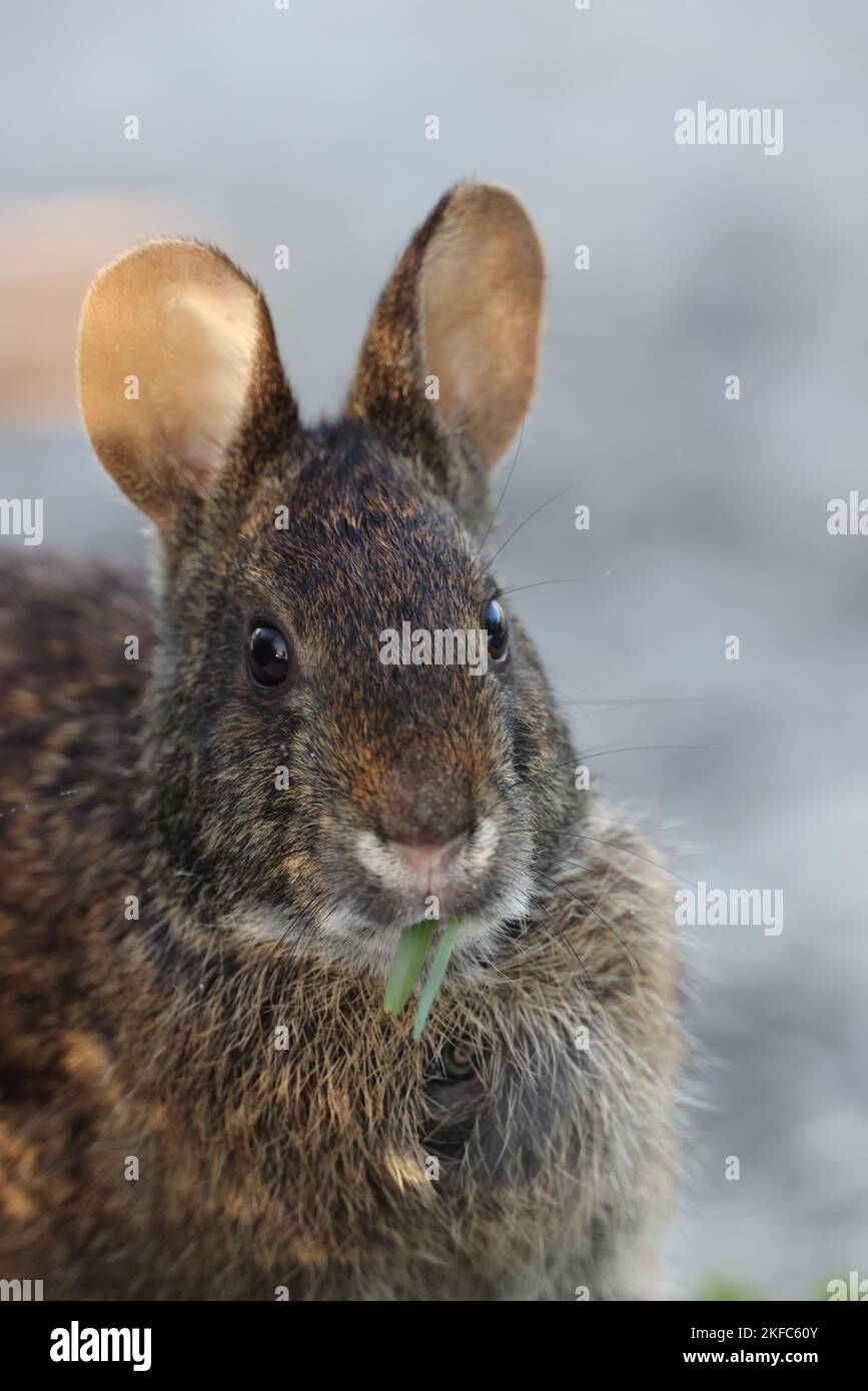 Marsh Rabbit (Sylvilagus palustris) Bailey Tract (Sanibel Island ...