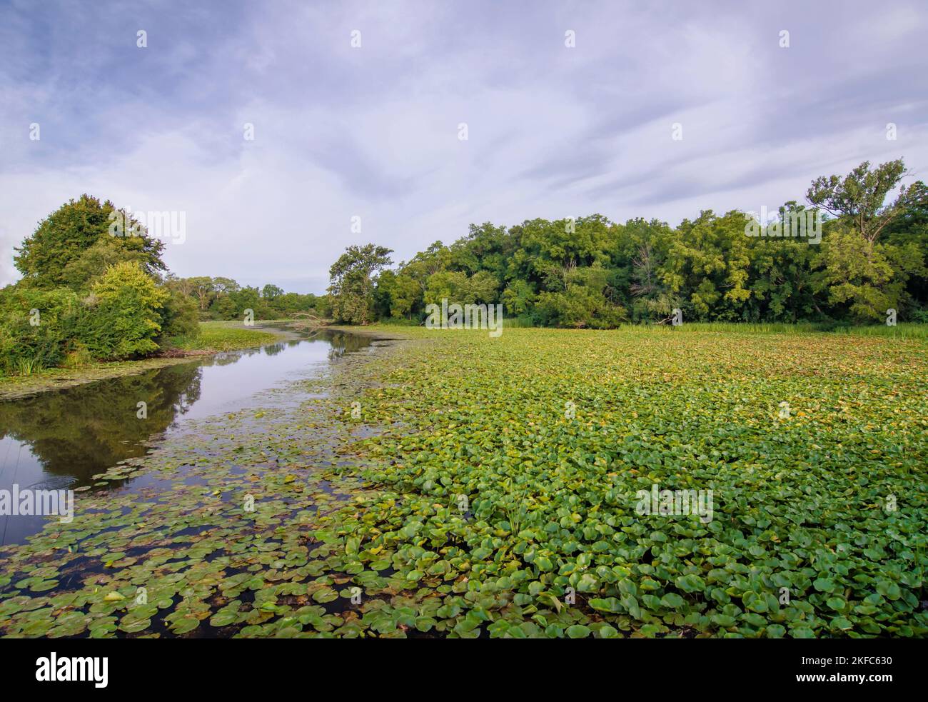 Fish fill hi-res stock photography and images - Alamy