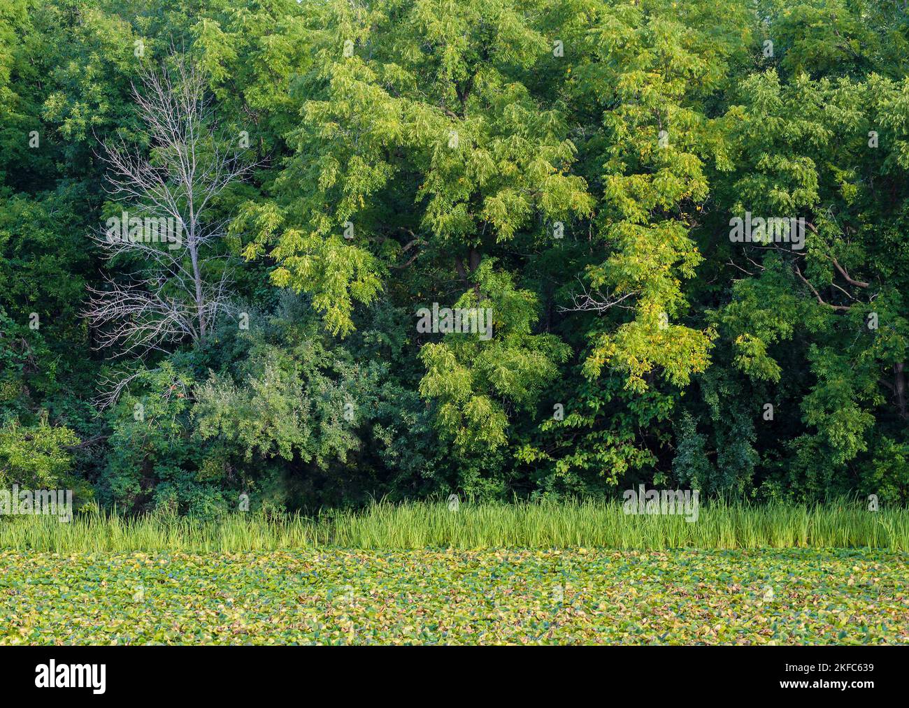 Backwater lily pads cover the water surface in a backwater area of the ...