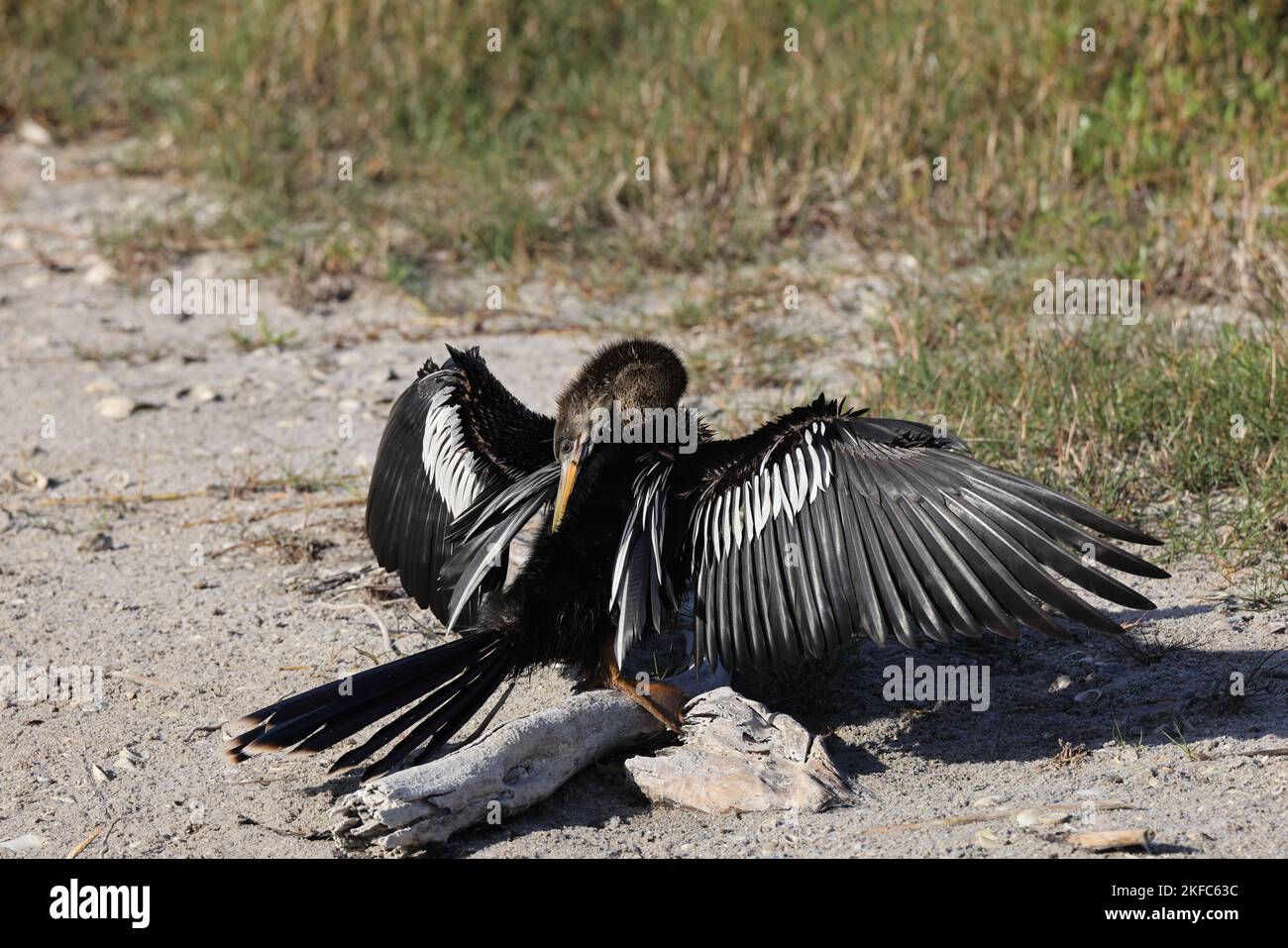 American darter- Bailey Tract (Sanibel Island) Florida USA Stock Photo ...