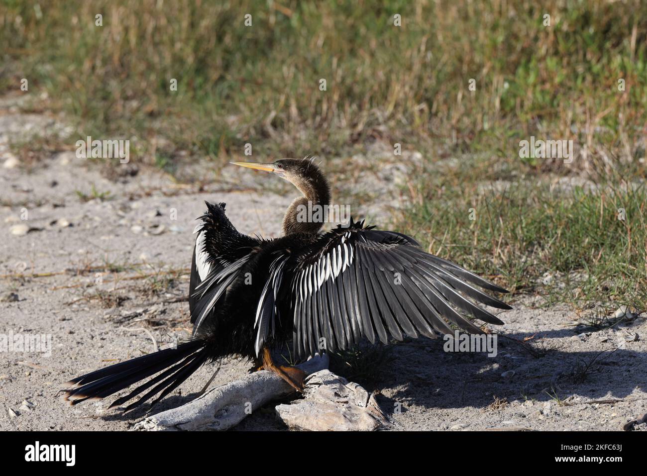 American darter- Bailey Tract (Sanibel Island) Florida USA Stock Photo ...