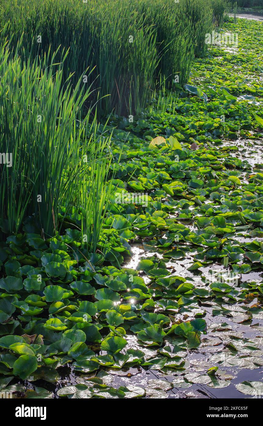 Cattails and Lily Pads dominate the shoreline of a backwater pond along ...