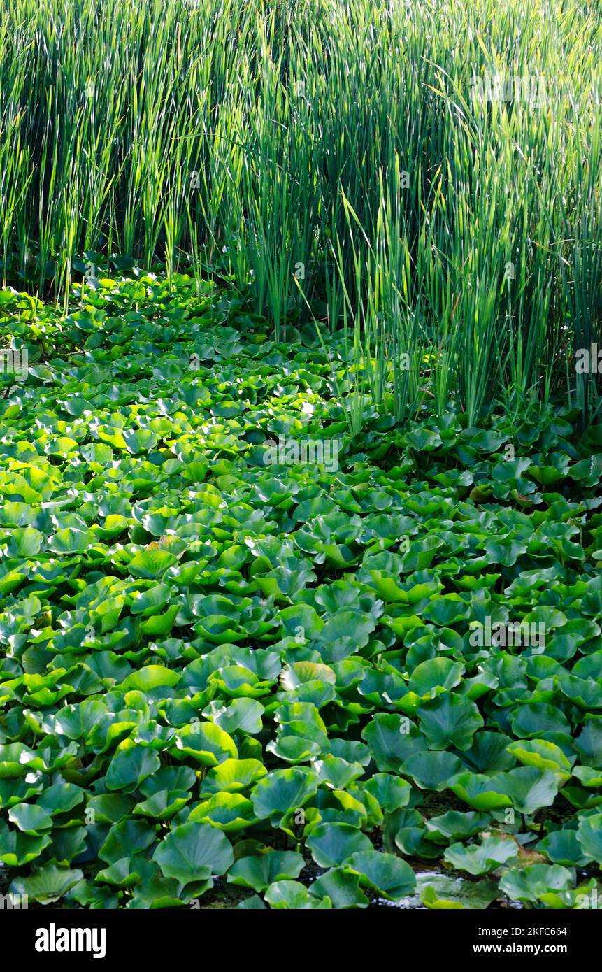 Lake state fish illinois hi-res stock photography and images - Alamy