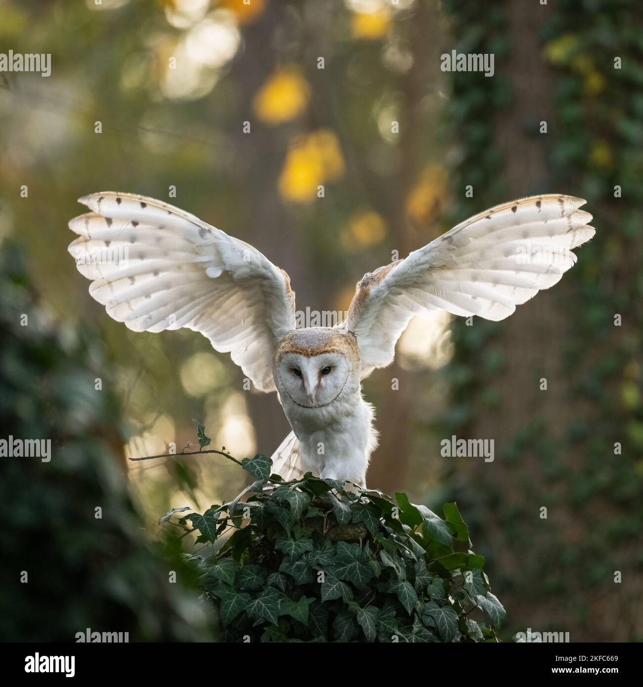 White form of Barn Owl in Bohemian-Moravian Highlands. Starting Stock ...