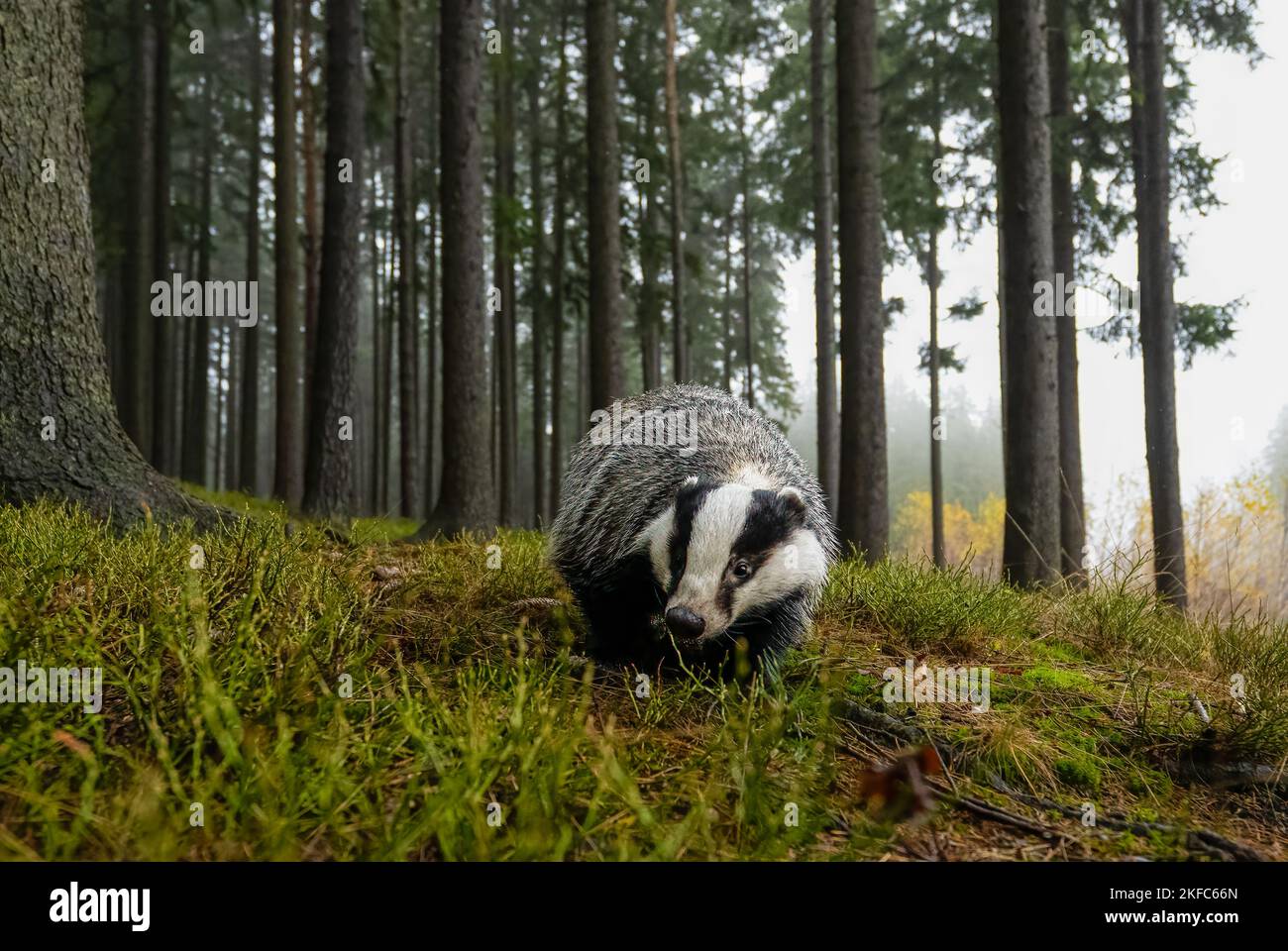 Eurasian Badger in the forest. Bohemian-Moravian highlands Stock Photo ...