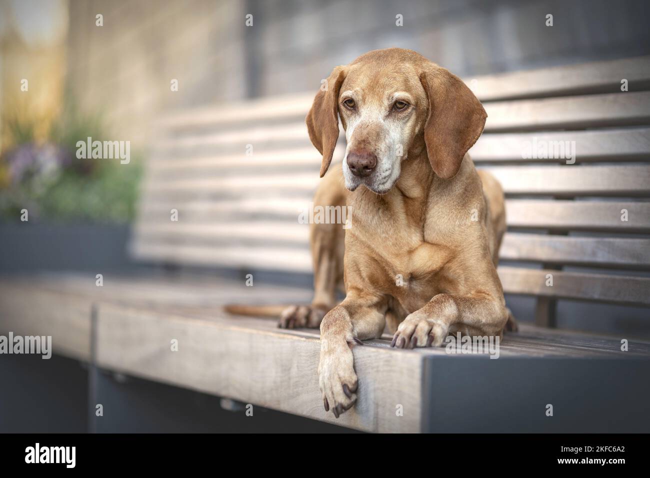 Elderly magyar vizsla hi-res stock photography and images - Alamy
