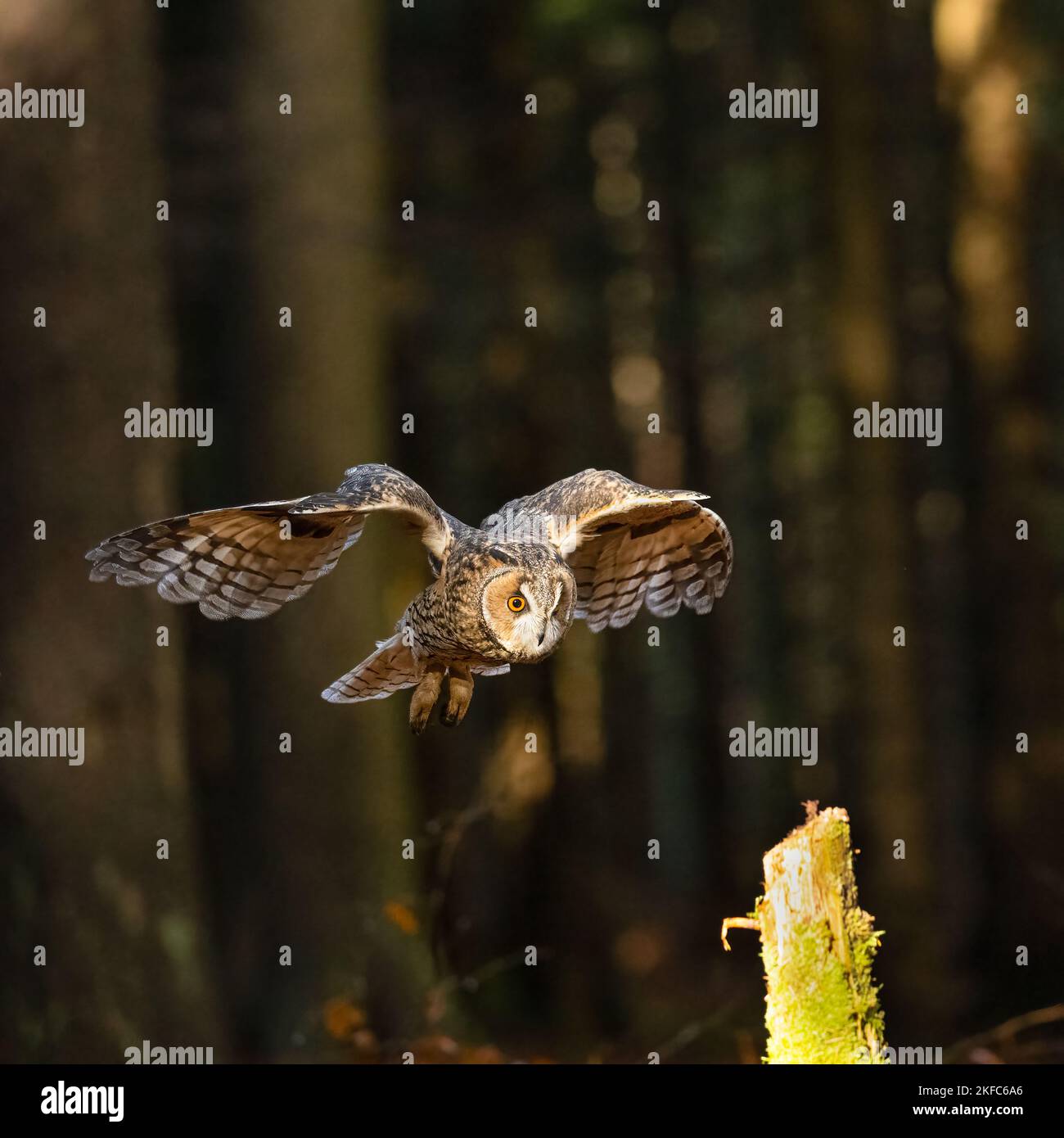 Long eared owl in barn hi-res stock photography and images - Alamy