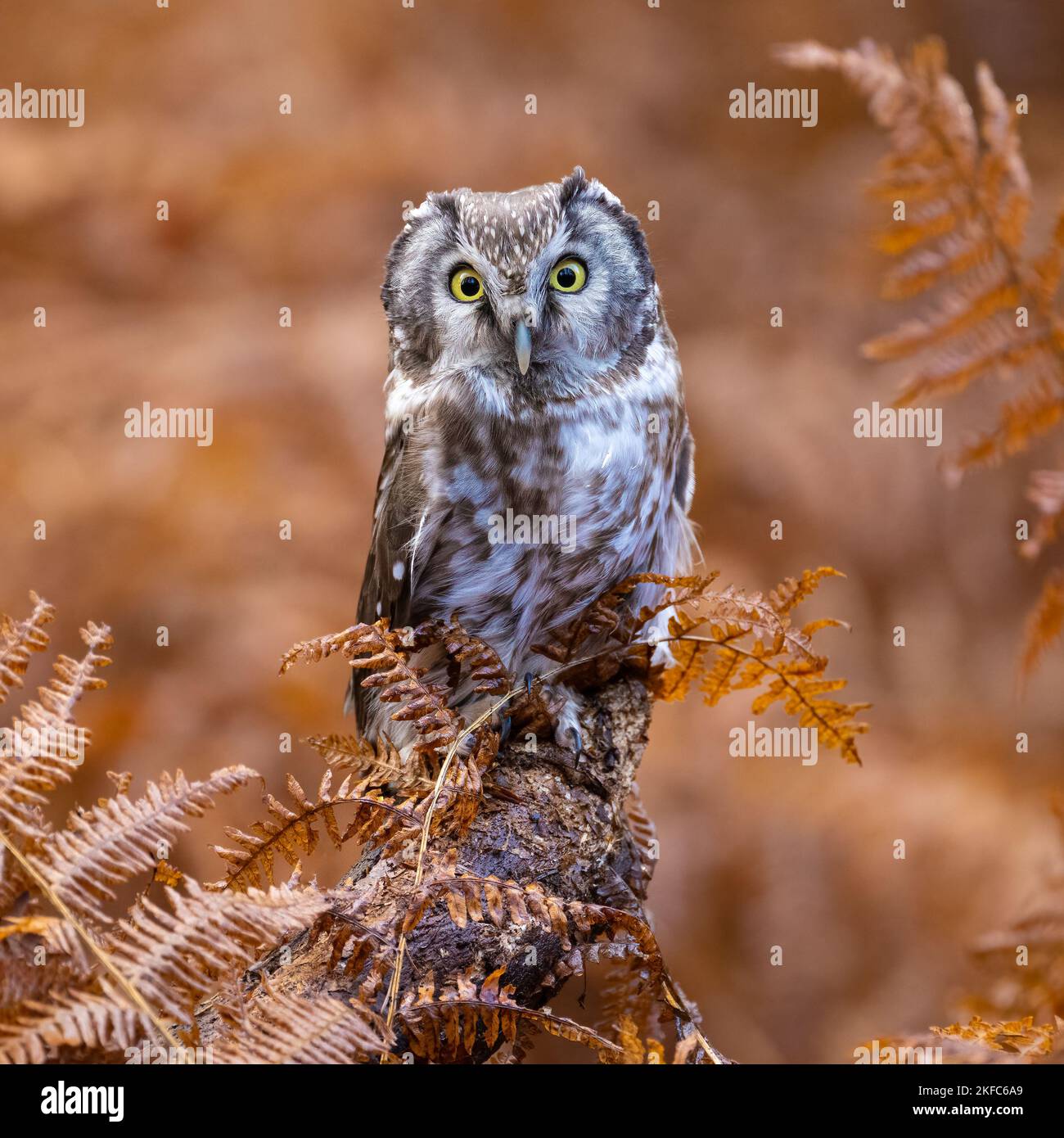 Boreal Owl in flight, Aegolius funereus, Highlands, Czech Stock Photo ...