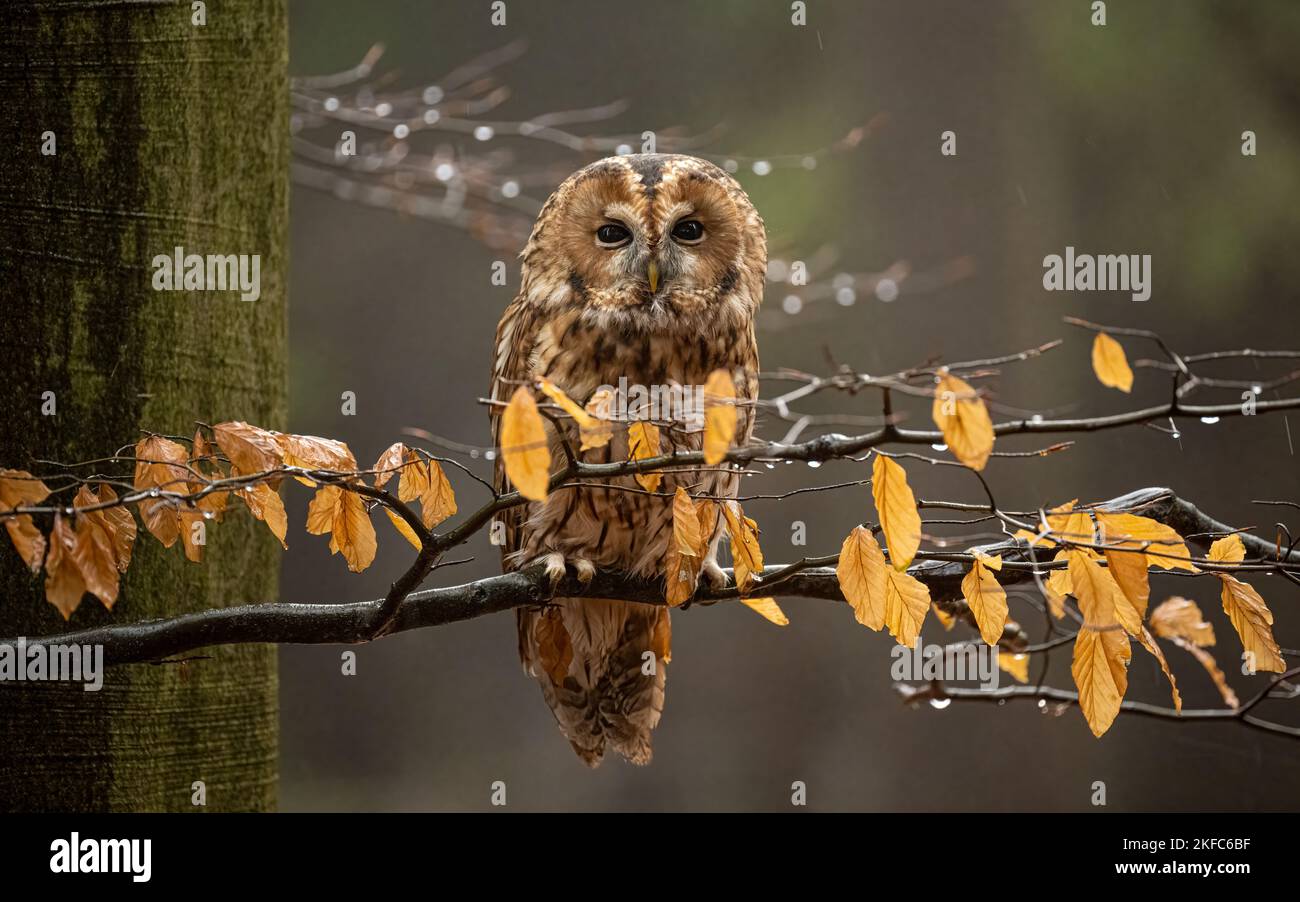 Tawny owl flying hi-res stock photography and images - Alamy