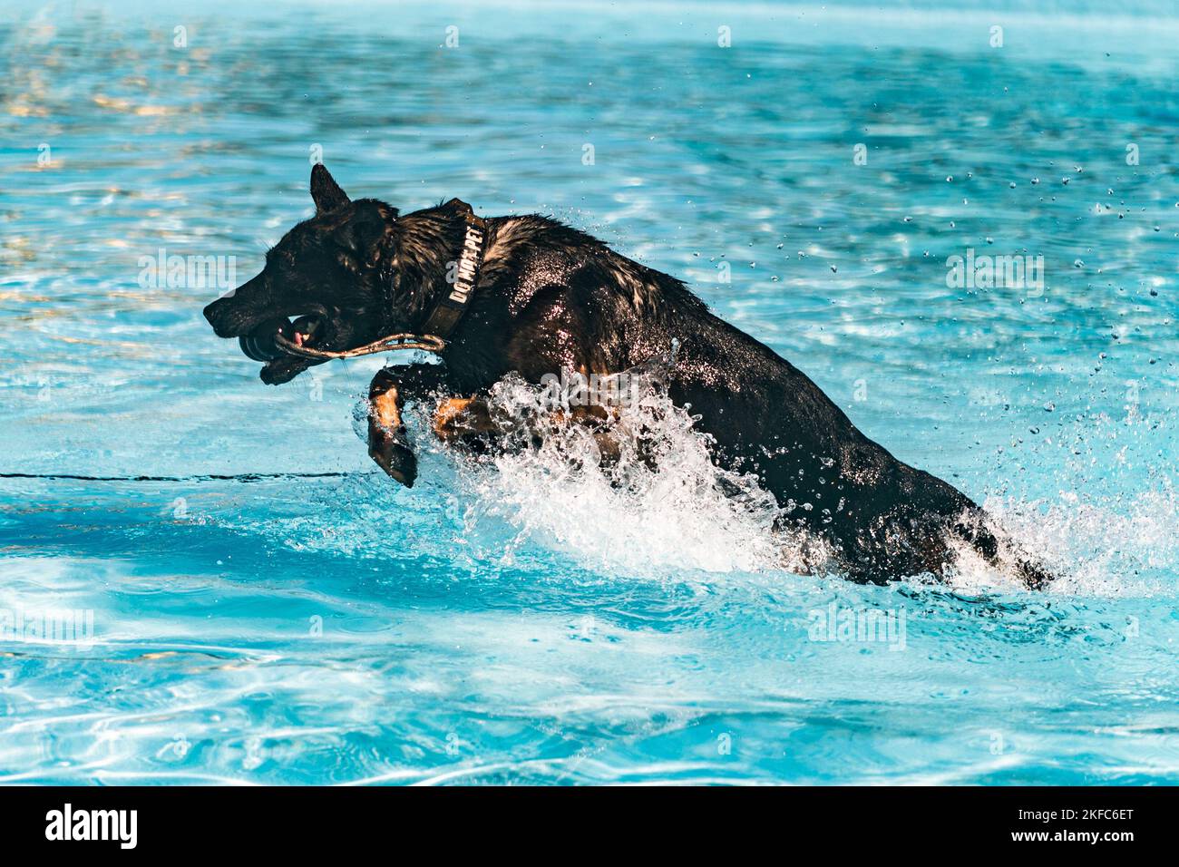 A Military Working Dog from the 820th Base Defense Group, 93rd Air ...