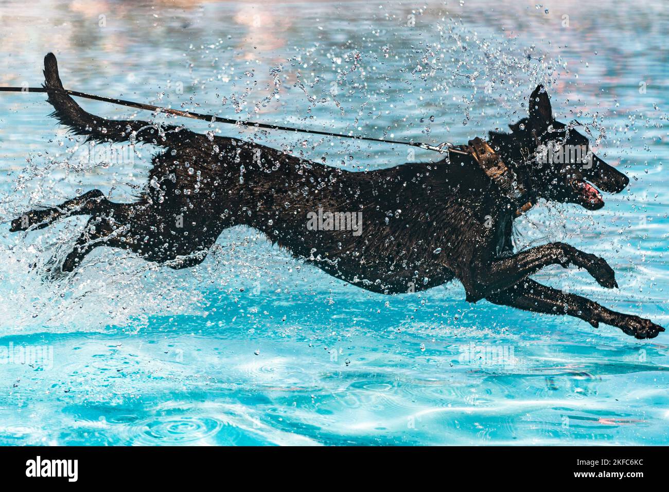 A Military Working Dog from the 820th Base Defense Group, 93rd Air ...