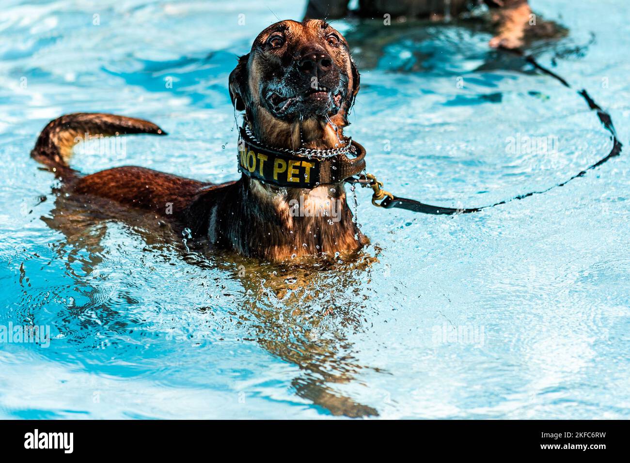 A Military Working Dog from the 820th Base Defense Group, 93rd Air ...