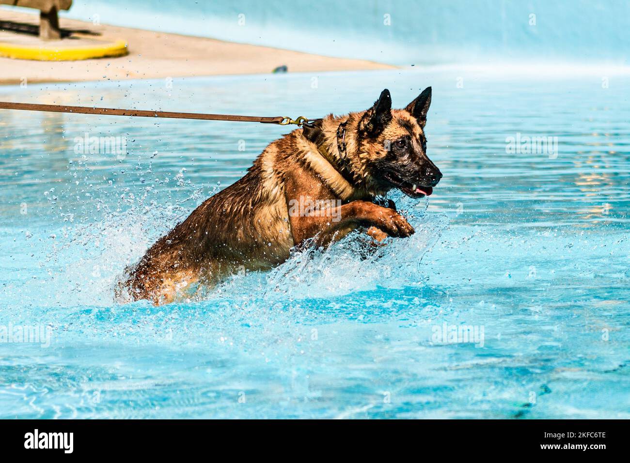 A Military Working Dog from the 820th Base Defense Group, 93rd Air ...