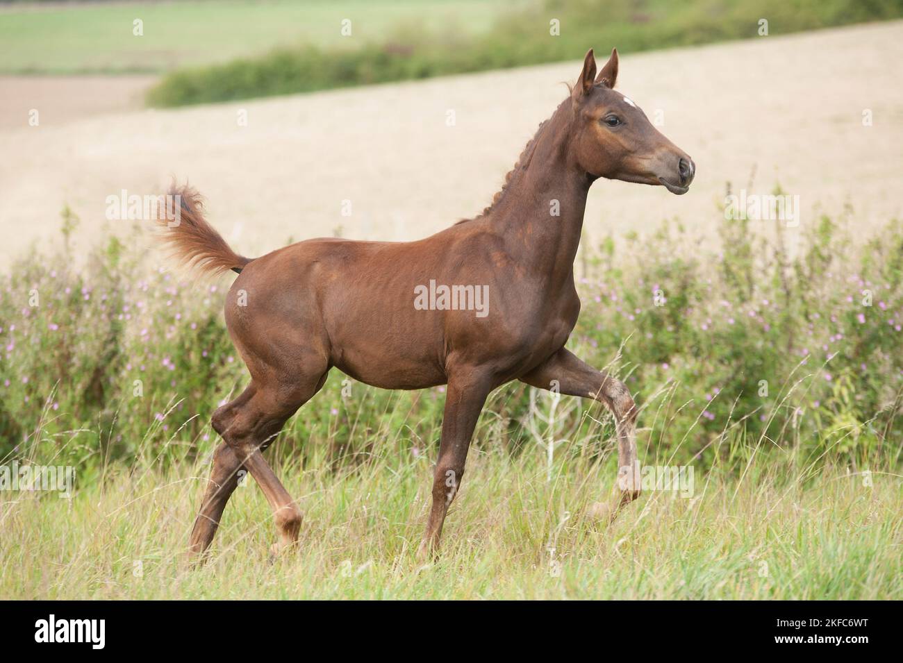 German classic pony horse hi-res stock photography and images - Alamy