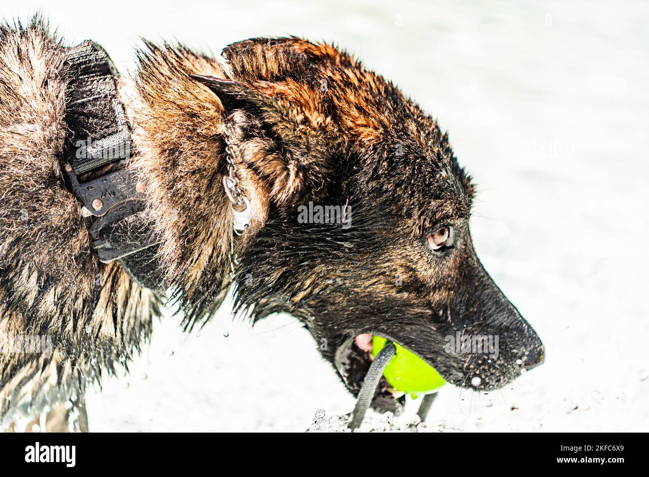 A Military Working Dog from the 820th Base Defense Group, 93rd Air ...