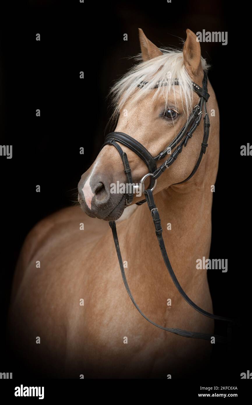 German Riding Pony portrait Stock Photo - Alamy