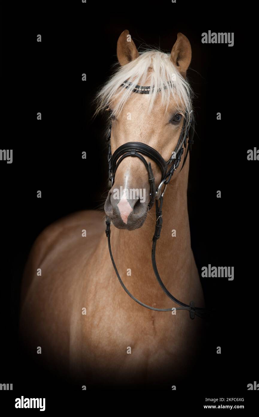 German classic pony horse hi-res stock photography and images - Alamy